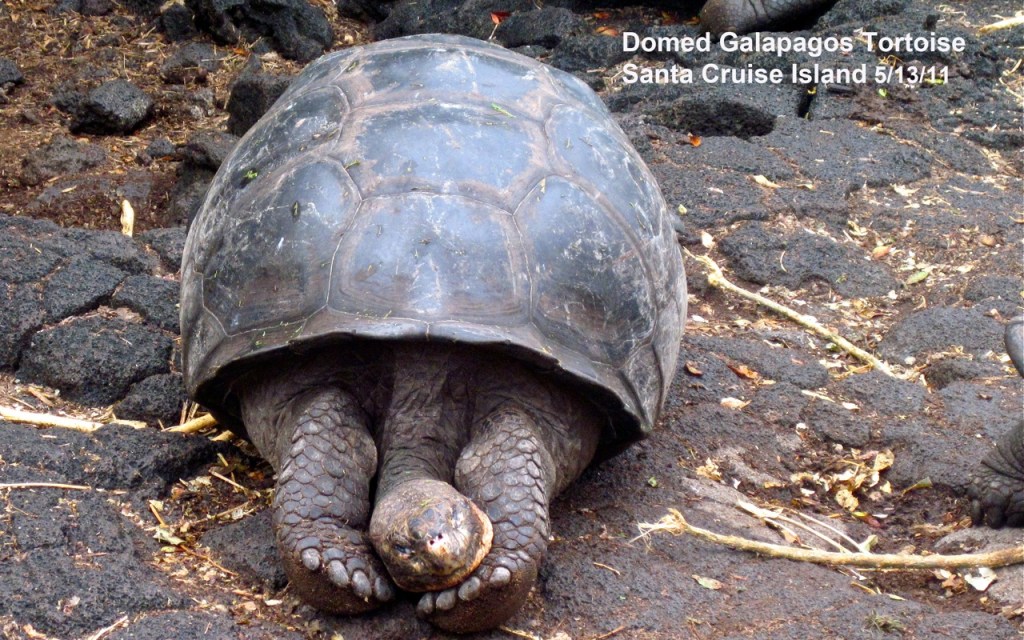 8-9-11 Galápagos Tortoise from Ron’s Galápagos Series (Domed Tortoises ...