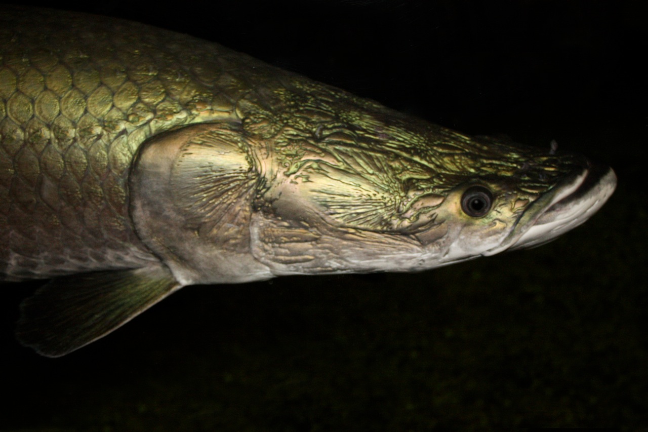 Arapaima (Arapaima gigas) | Ron's Critter of the Day