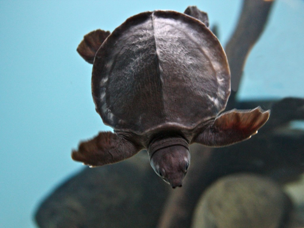 9-13-11 Pignose Turtle aka Fly River Turtle from Ron’s Herpetology ...