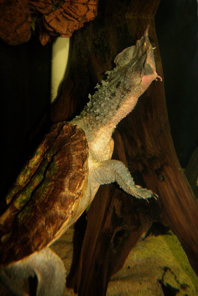 11-4-14 Mata Mata Turtle from Ron’s Flooded Amazon Series | Ron's ...