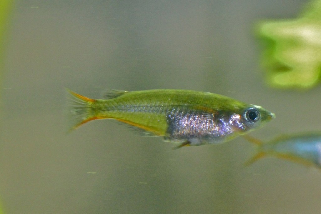 10-26-11 Daisy’s Ricefish from Ron” Rainforest Series | Ron's Critter ...