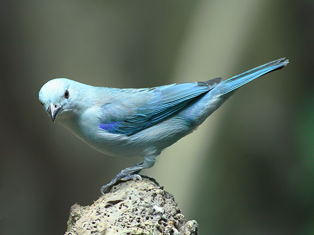 03-29-17 Blue-gray Tanager from Ron’s Rainforest Birds Series | Ron's ...