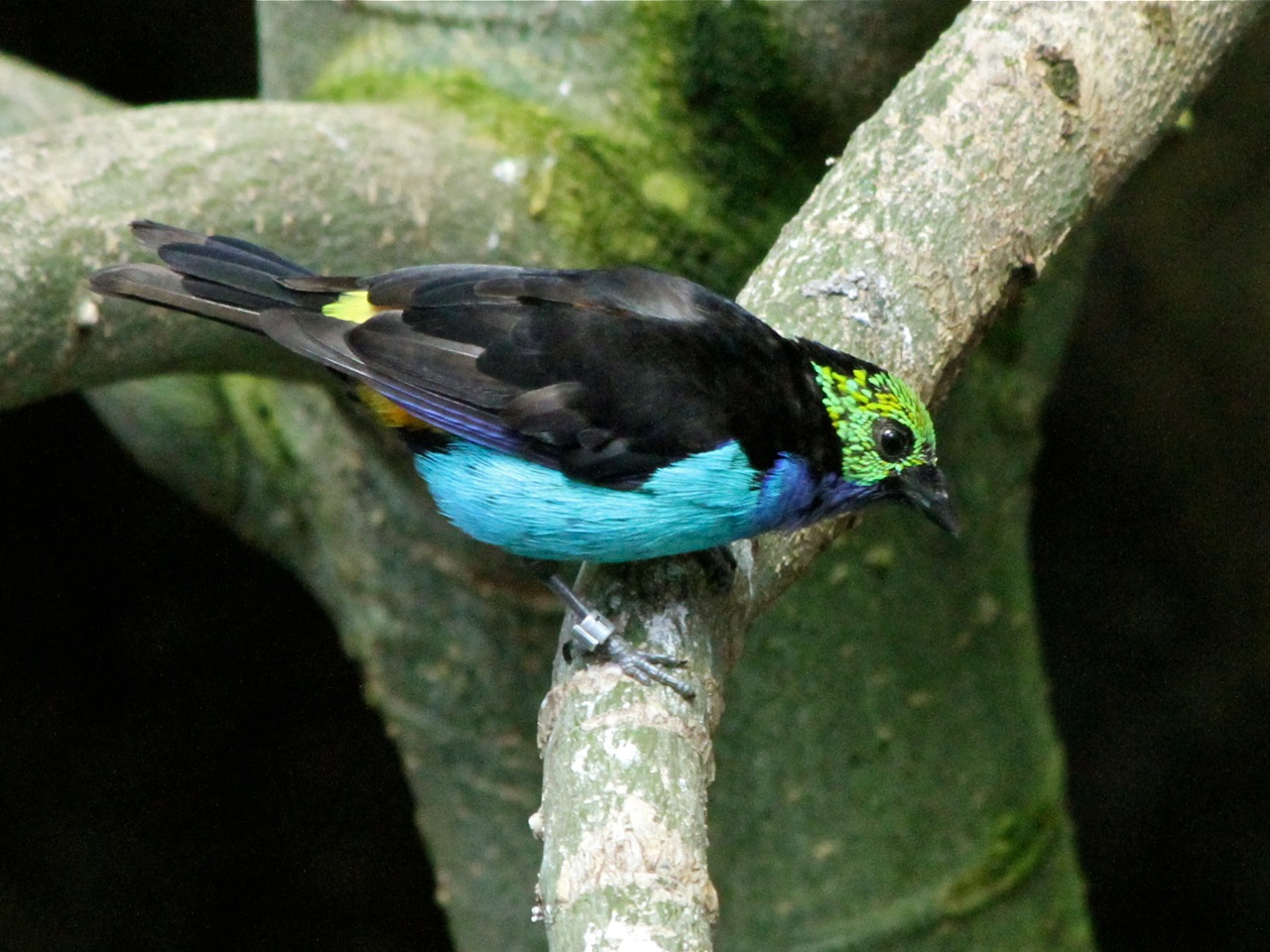 Paradise Tanager IMG_7275 | Ron's Critter of the Day