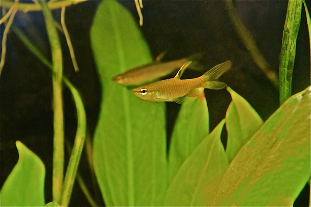 1-16-12 Splashing Tetra from Ron’s Animal Attraction Series | Ron's ...