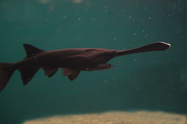 6-14-13 Mississippi Paddlefish from Ron’s North American Freshwater ...
