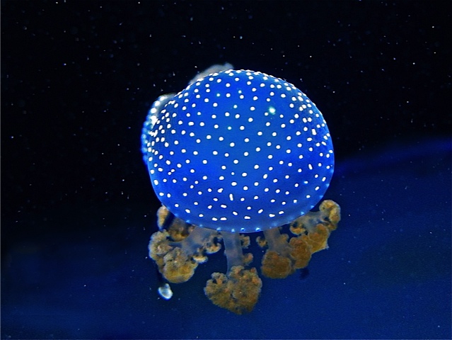 white-spotted jelly | Ron's Critter of the Day