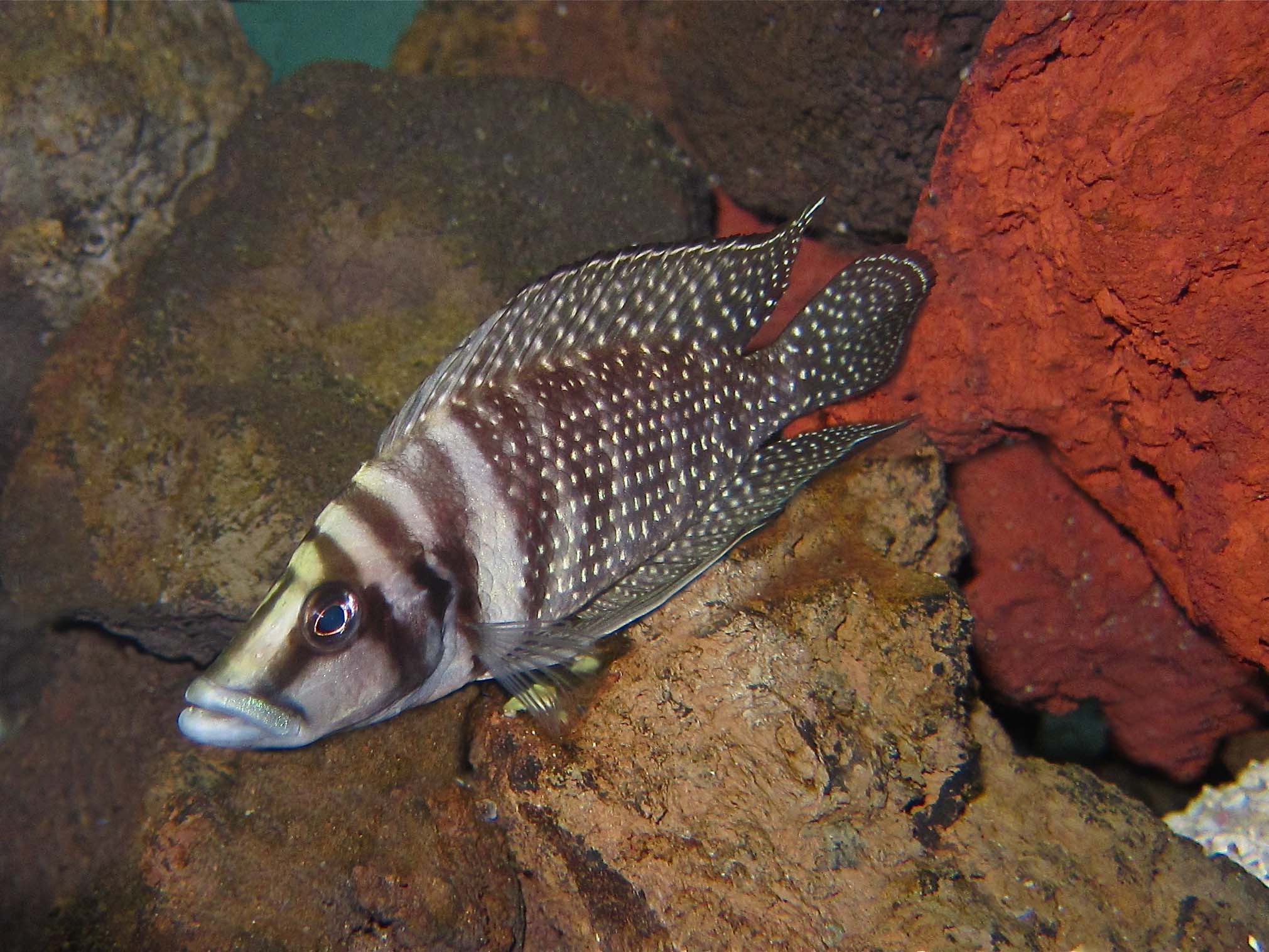 6-1-17 Chaitika White from Ron’s Tanganyikan Cichlid Series | Ron's ...