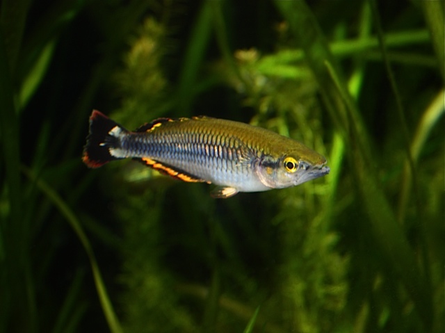 02-06-15 Madagascar Rainbowfish from Ron’s Freshwater Fishes Series ...