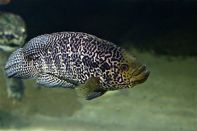 7-30-12 Jaguar Cichlid from Ron’s Freshwater Fishes Series | Ron's ...