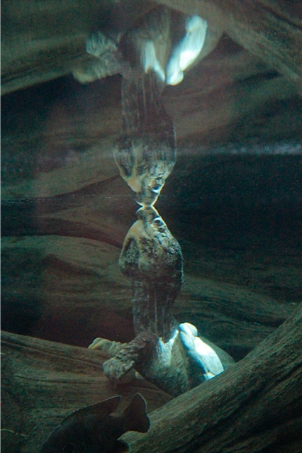 8-2-12 Alligator Snapping Turtle from Ron” Herp Series | Ron's Critter ...