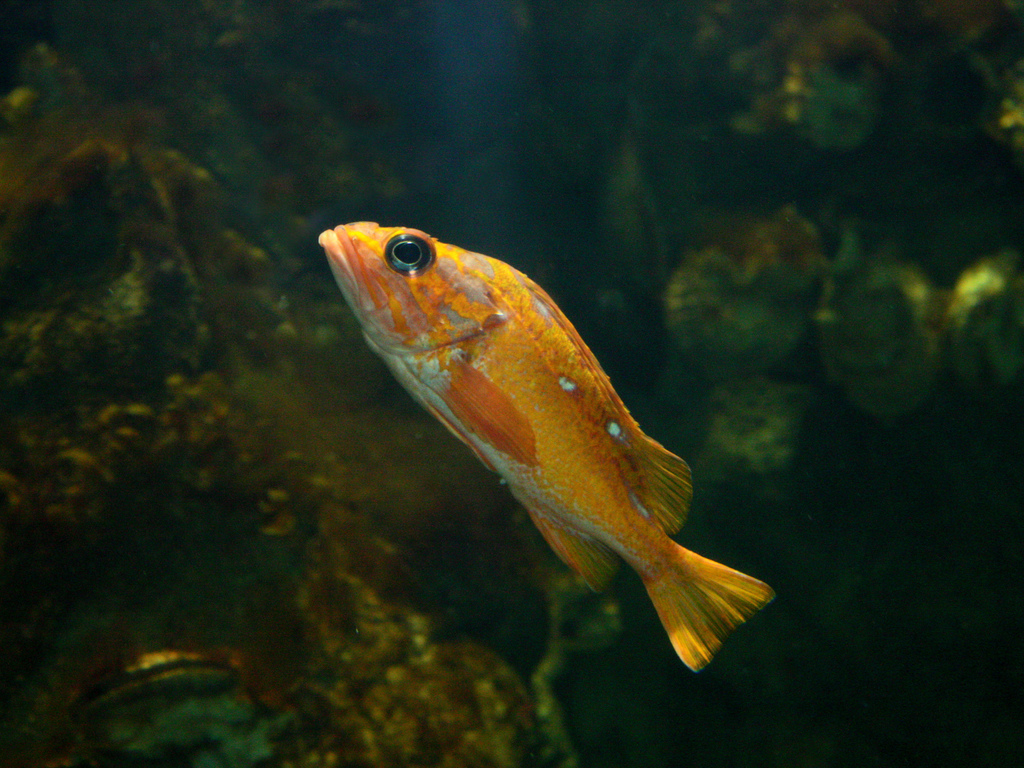 9-26-17 Rosy Rockfish from Ron’s Temperate Marine Series | Ron's ...