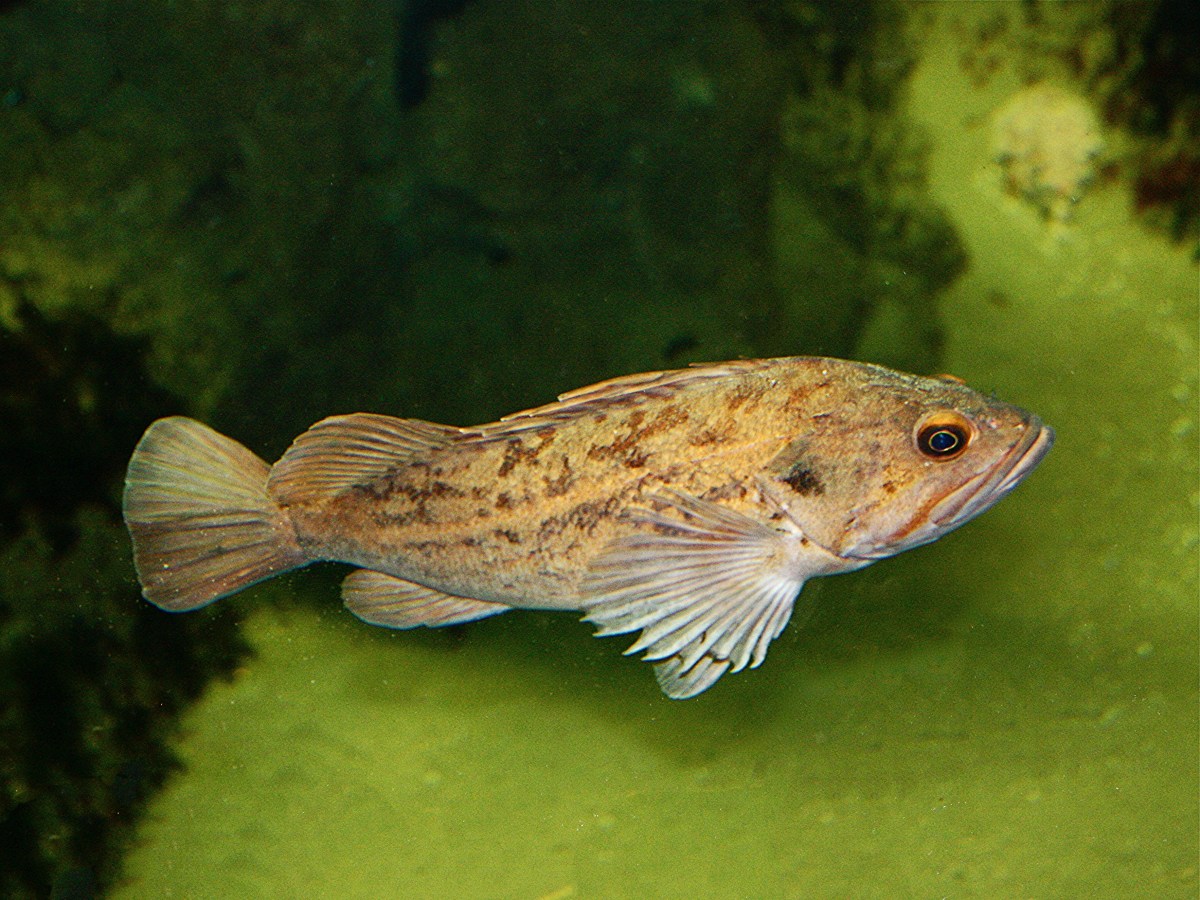 8-28-17 Brown Rockfish from Ron’s California Coastal Marine Series ...