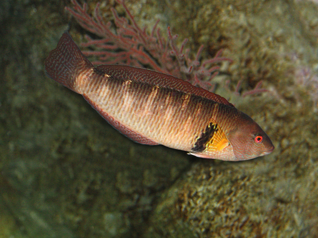 3-13-13 Rock Wrasse from Ron’s Temperate Marine Series | Ron's Critter ...