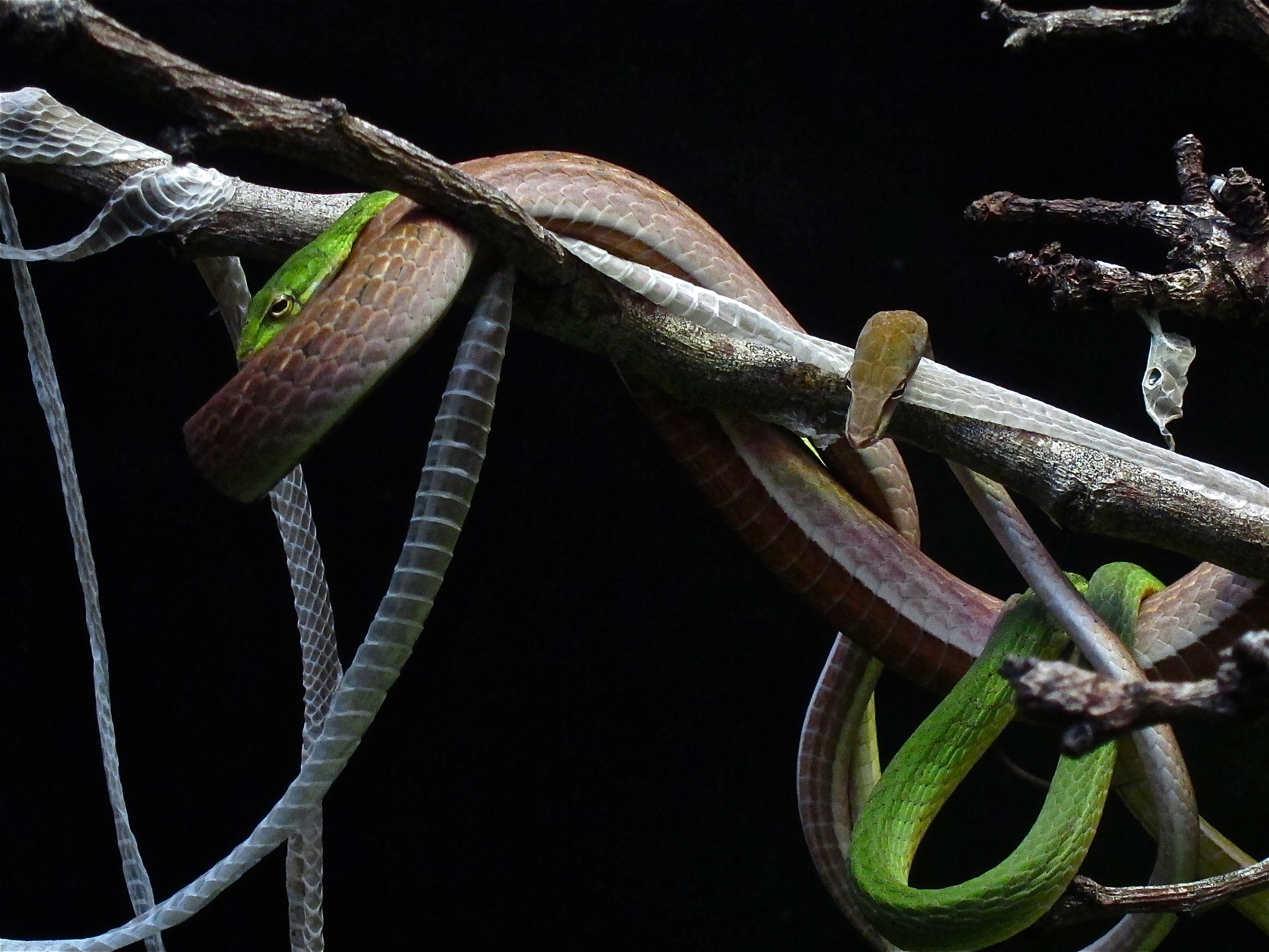 09-09-15 Burmese Vine Snake from Ron’s Snake Series | Ron's Critter of ...