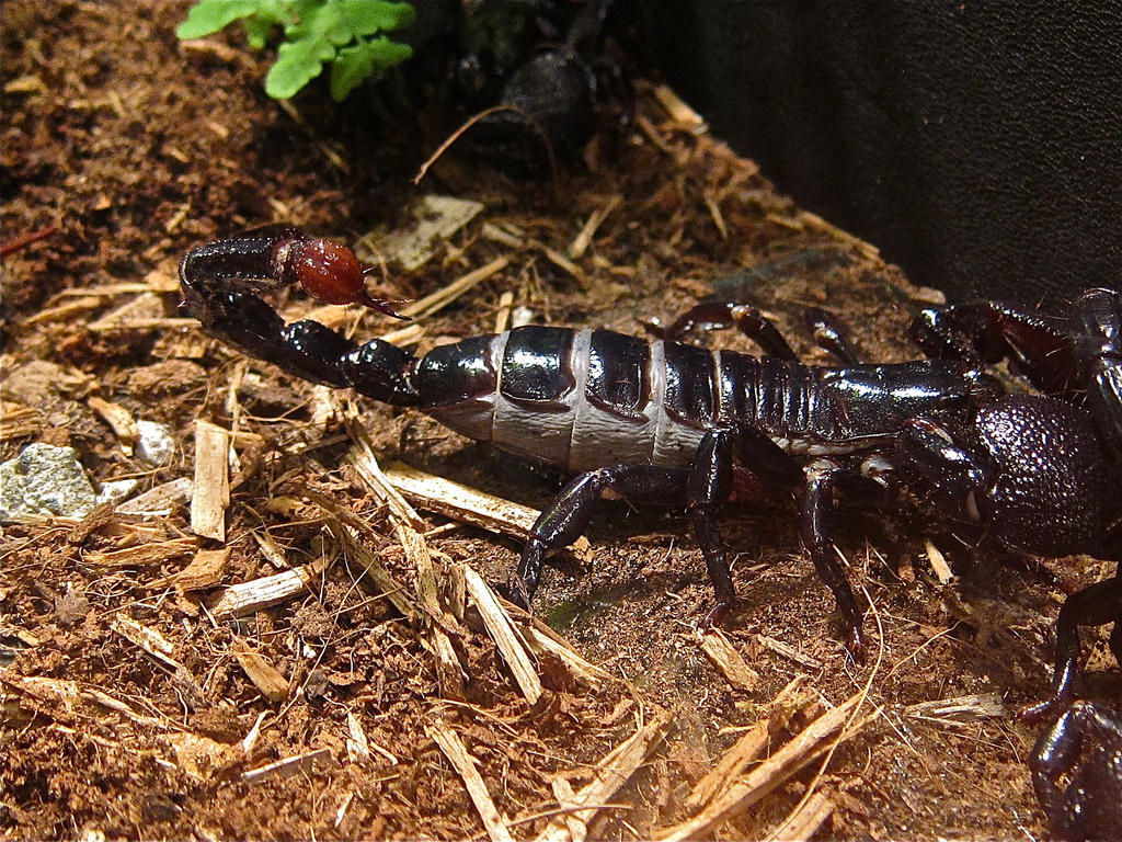 Emperor Scorpion 7595589286_6713f5c418_b | Ron's Critter of the Day
