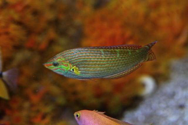 Indian Pinstriped Wrasse IMG_5270 | Ron's Critter of the Day
