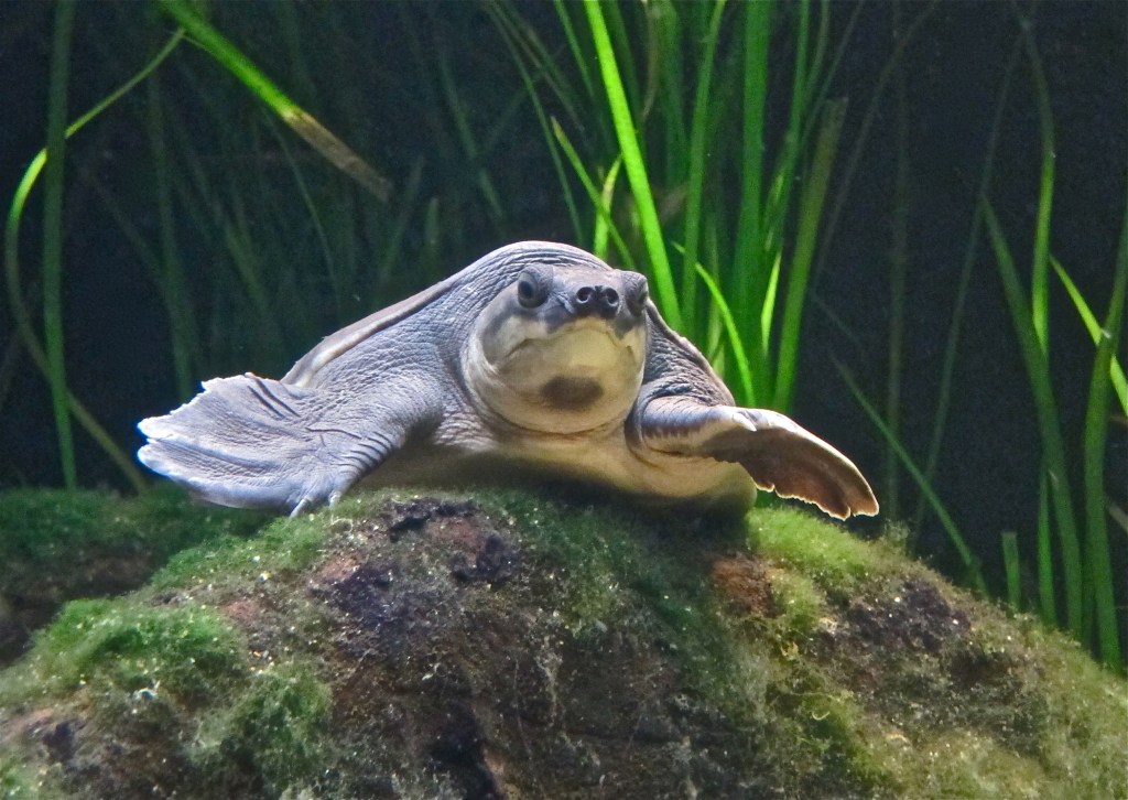 3-12-13 Pig-nosed Turtle aka Fly River Turtle from Ron’s Reptile Series ...