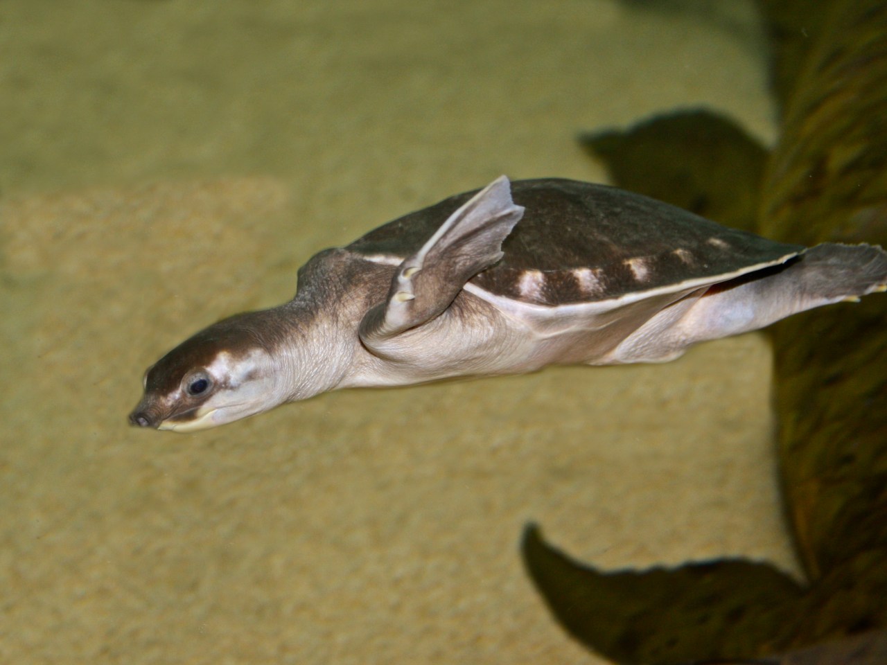 3-12-13 Pig-nosed Turtle aka Fly River Turtle from Ron’s Reptile Series ...