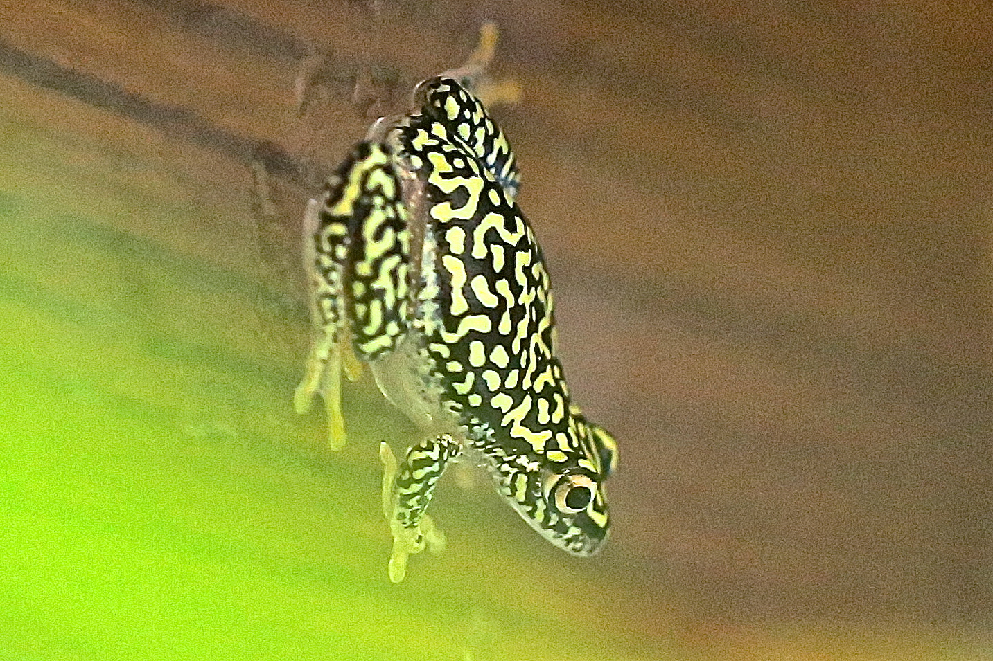 02-16-15 Starry Night Reed Frog from Ron’s Amphibian Series | Ron's ...