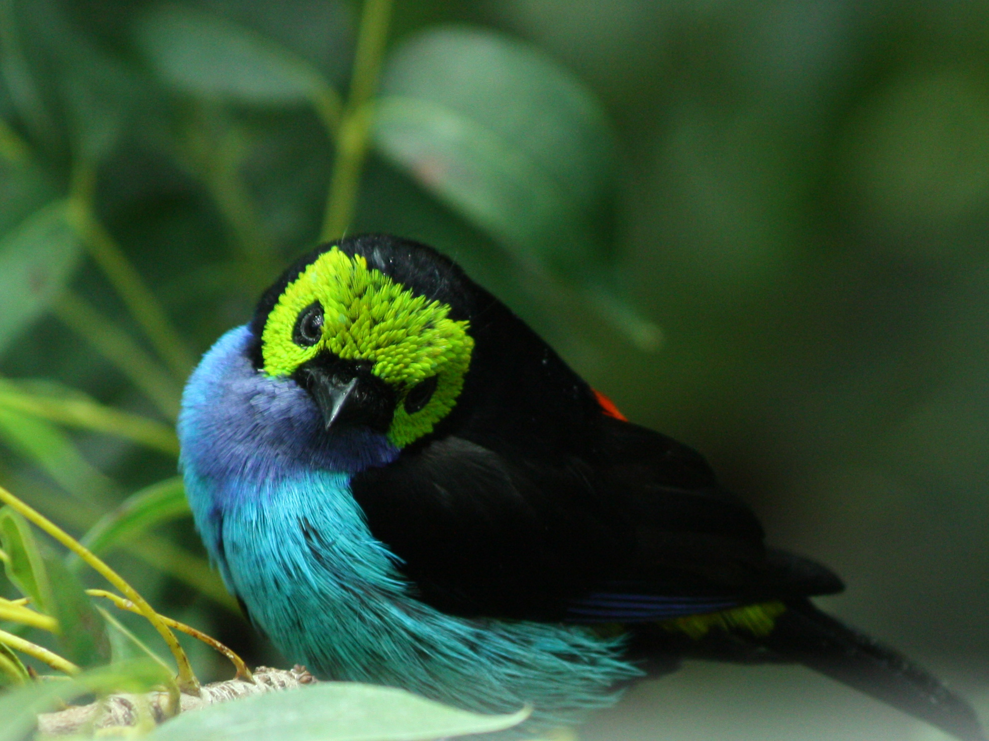 8-26-13 Paradise Tanager from Ron’s Bird Series | Ron's Critter of the Day