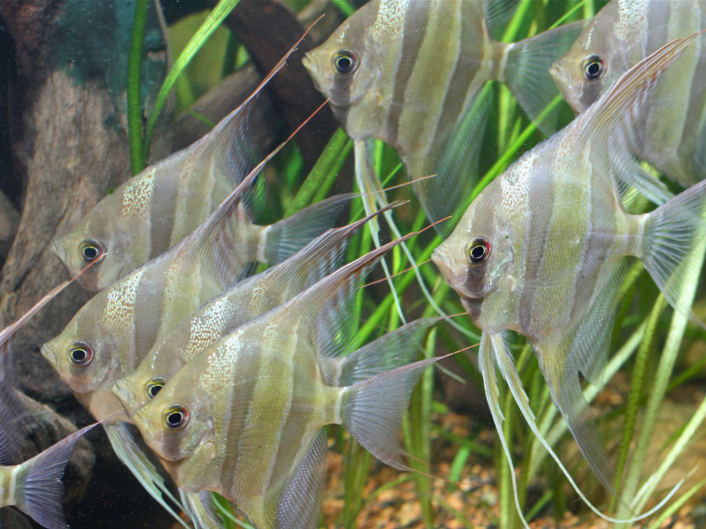 10-16-13 Altum Angelfish from Ron’s Freshwater Series | Ron's Critter ...
