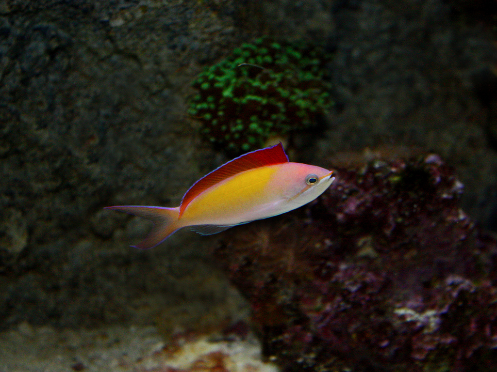11-21-13 Peach Fairy Basslet aka Redfin Anthias from Ron’s Tropical ...