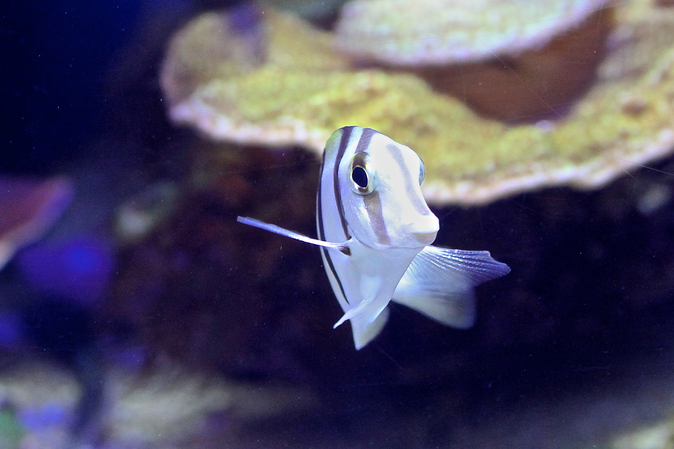 Convict Tang Diet