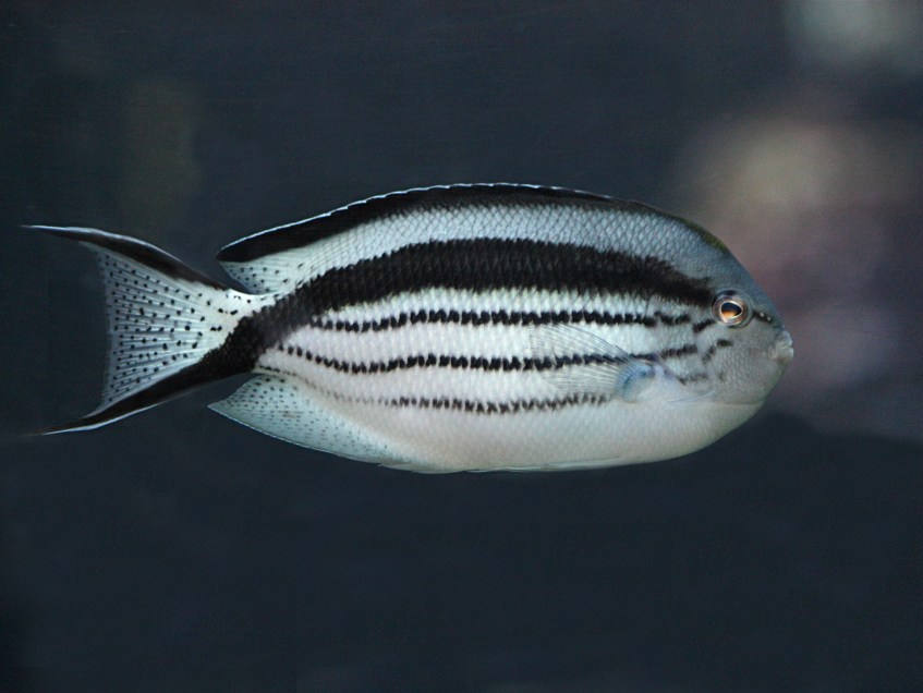 Lamarck Angelfish Genicanthus Lamarck M