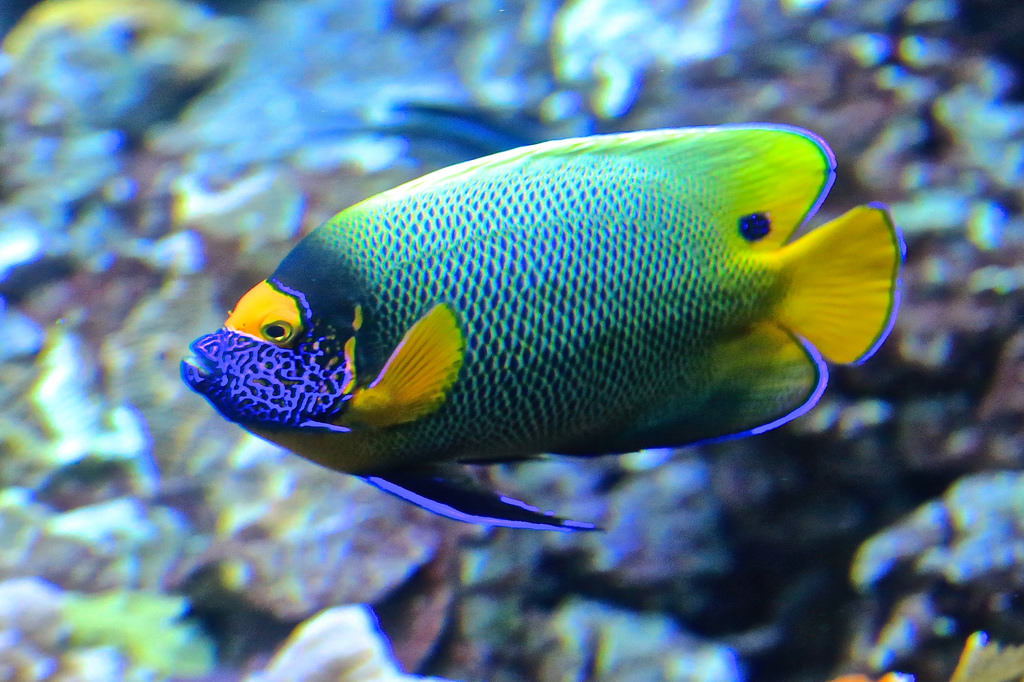3-21-14 Yellow Mask Angelfish from Ron’s Tropical Marine Series | Ron's ...