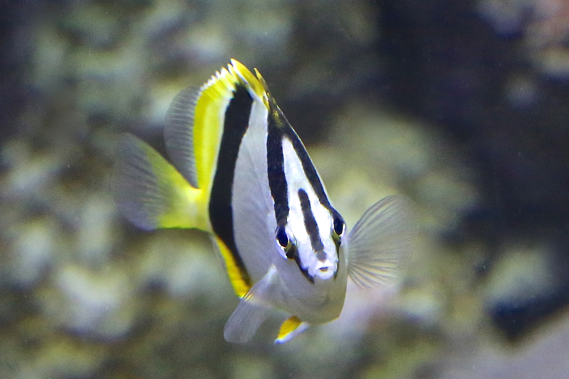 CORAL REEF | Ron's Critter of the Day