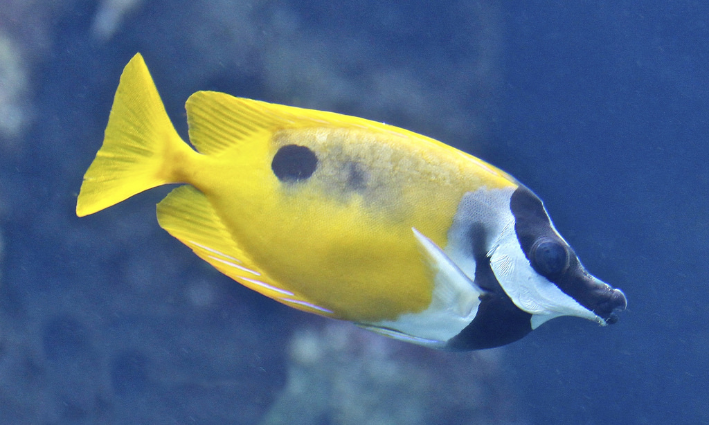 5-26-16 Blotched Foxface Rabbitfish from Ron’s Tropical Marine Series ...