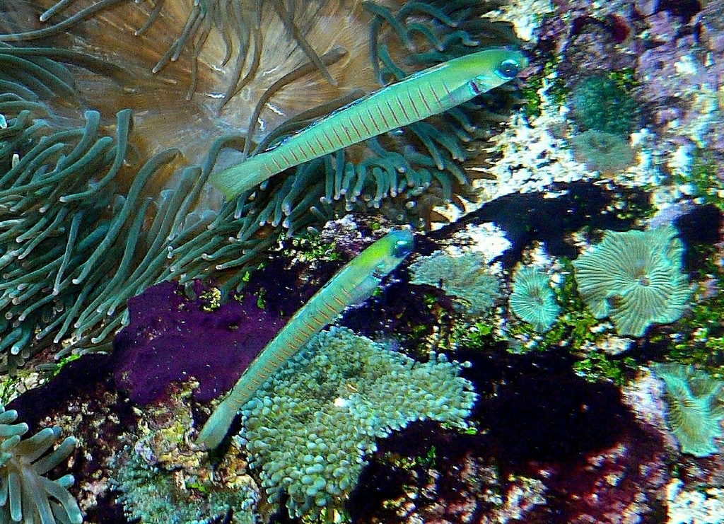 4-14-14 Zebra Goby from Ron’s Tropical Marine Series | Ron's Critter of ...