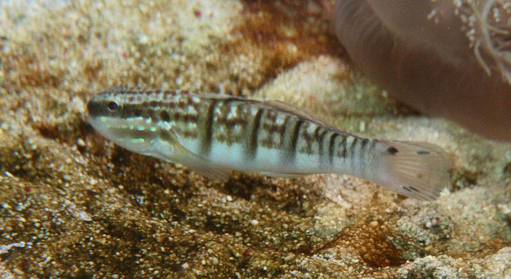 5-1-14 Dragon Goby aka Banded Goby from Ron’s Tropical Marine Series ...