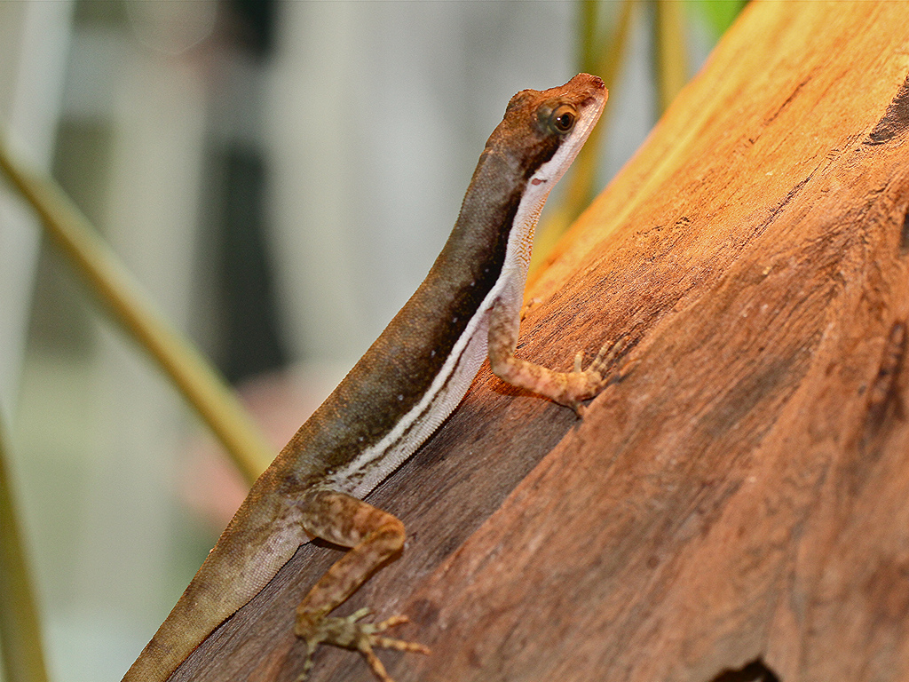 02-25-15 Stream Anole from Ron’s Reptile Series | Ron's Critter of the Day