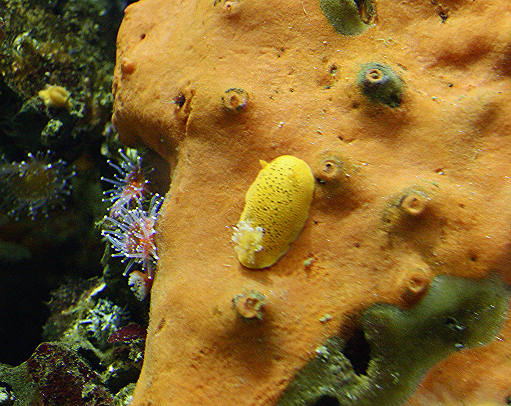 Sea Lemon Nudibranch2997671850_b9f4546718_b | Ron's Critter of the Day