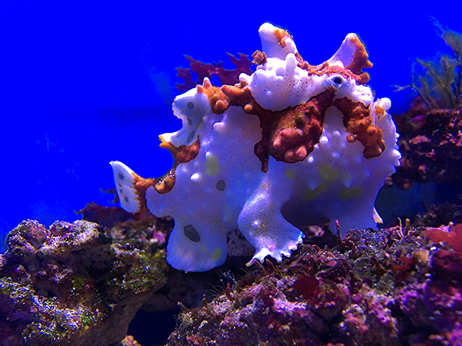 CORAL REEF | Ron's Critter of the Day