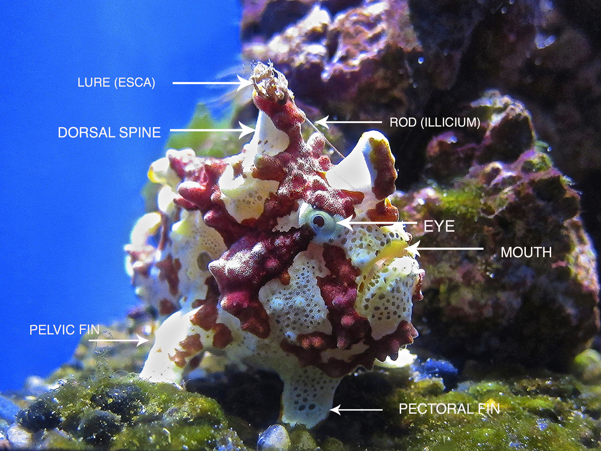 CORAL REEF | Ron's Critter of the Day