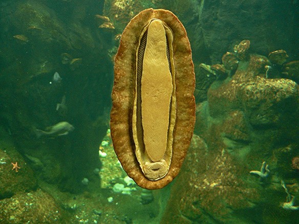 Gumboot Chiton Plates