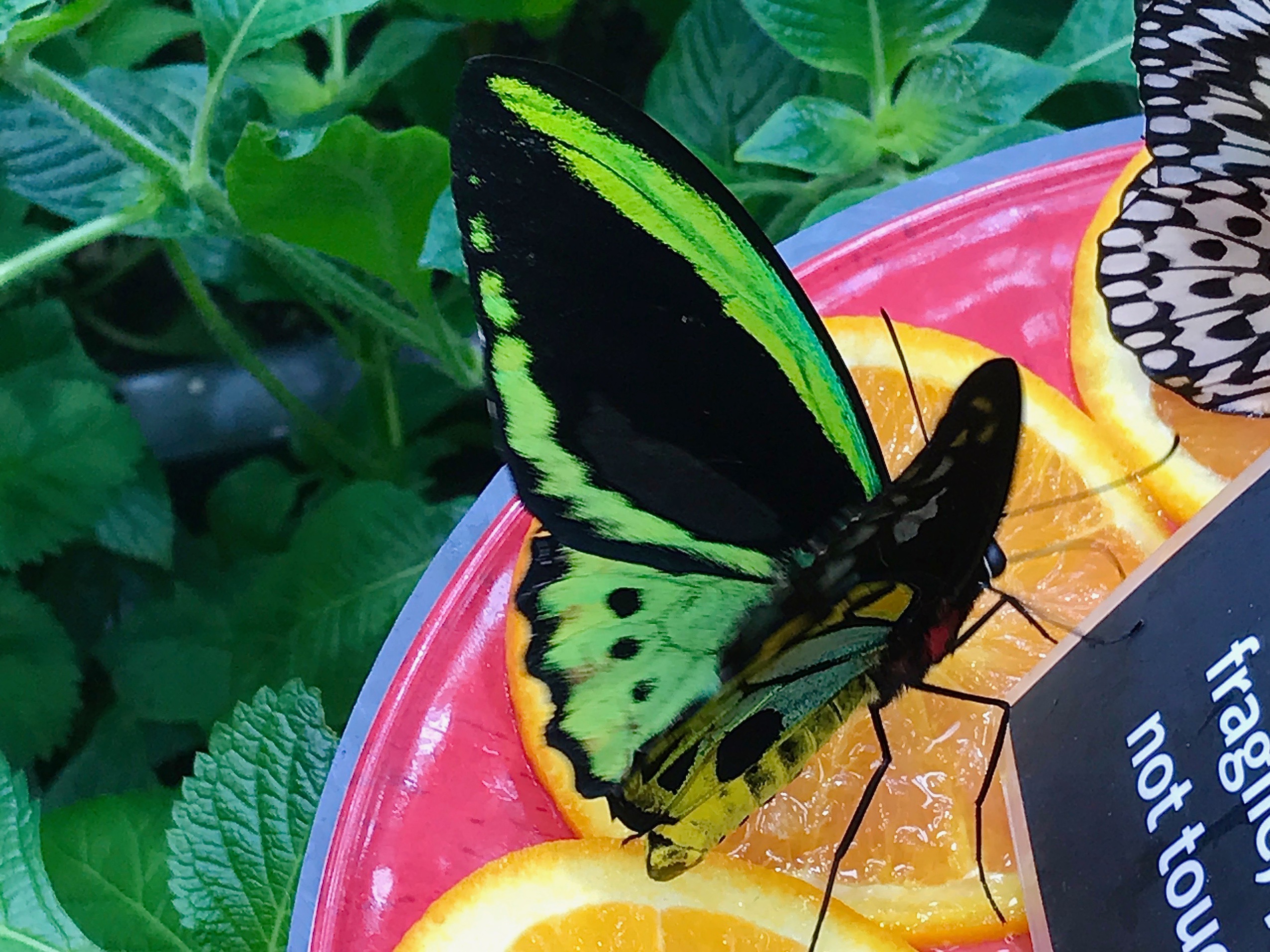 3-21-17 Common Green Birdwing from Ron’s Butterfly Series | Ron's ...