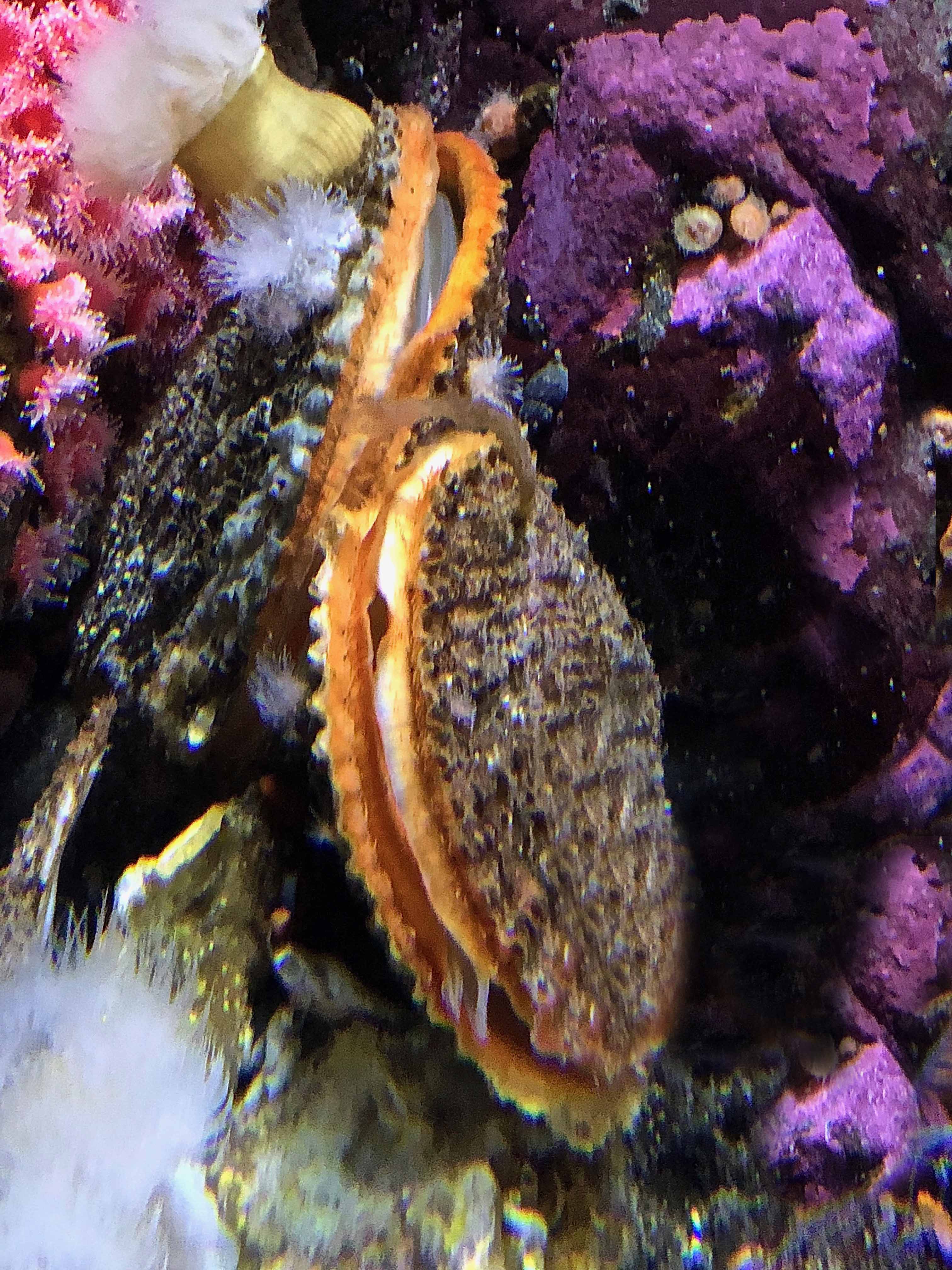 MOLLUSKS | Ron's Critter of the Day