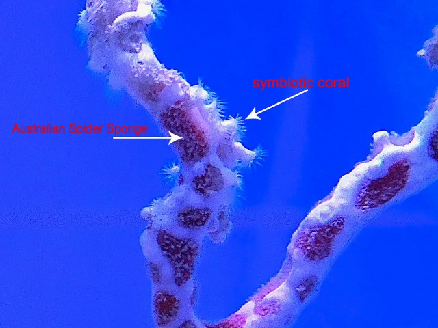 5-24-18 Australian Spider Sponge from Ron’s Hidden Reef Series | Ron's ...