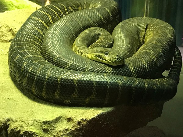 10-27-18 Centralian Python from Ron’s Reptile Series | Ron's Critter of ...
